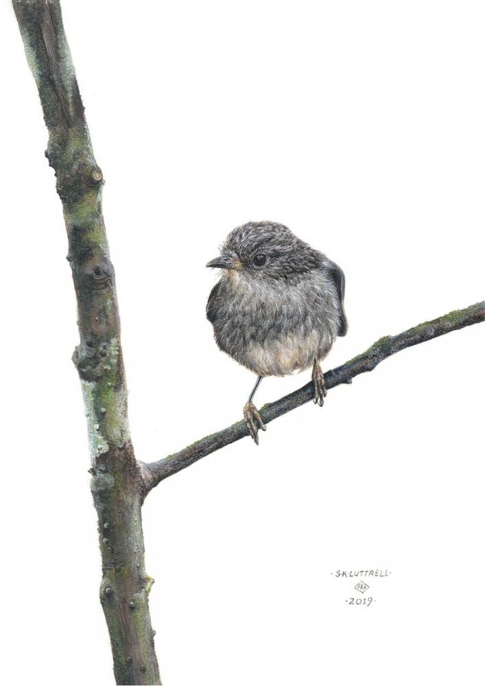 North Island Robin - Limited Edition Art Print by Sarah Luttrell